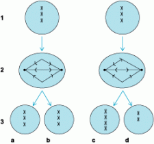 Mosaicism | Encyclopedia.com