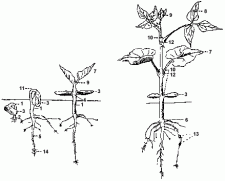 Hypocotyl | Encyclopedia.com