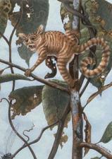 Eosimias | Encyclopedia.com