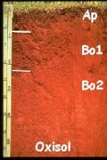 Oxisols | Encyclopedia.com