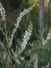 Sweet Clover | Encyclopedia.com