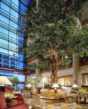 Atrium | Encyclopedia.com