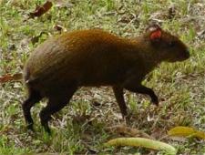 Agouti | Encyclopedia.com
