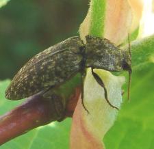 Click Beetle | Encyclopedia.com