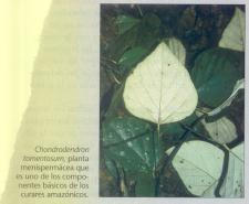 Curare | Encyclopedia.com