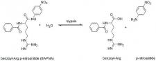 Trypsin | Encyclopedia.com
