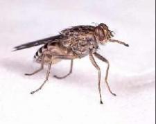 Tsetse Flies | Encyclopedia.com