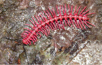 Carybdeida | Encyclopedia.com