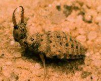 Antlions | Encyclopedia.com