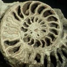 Ammonoidea | Encyclopedia.com