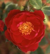 Henry Kelsey | Encyclopedia.com