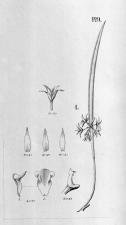 August Wilhelm Eichler | Encyclopedia.com