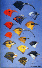 Hawaiian Honeycreepers | Encyclopedia.com