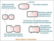 Plant Asexual Reproduction | Encyclopedia.com