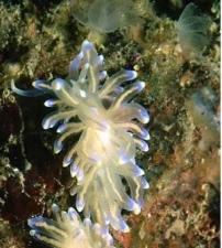 Phoronids | Encyclopedia.com