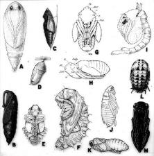 Pupae | Encyclopedia.com