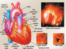 Venae Cavae | Encyclopedia.com